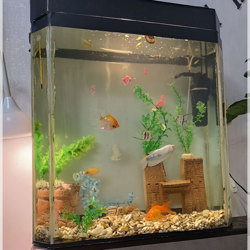 Аквариум с рыбками и всем содержимым