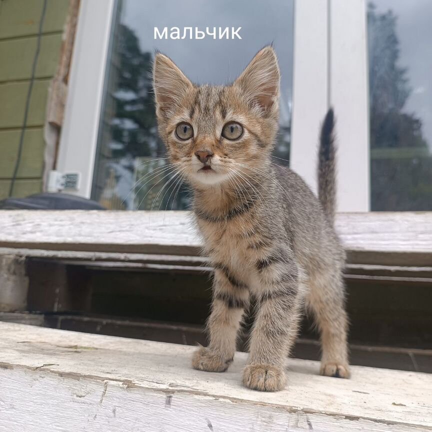 Коты в добрые руки