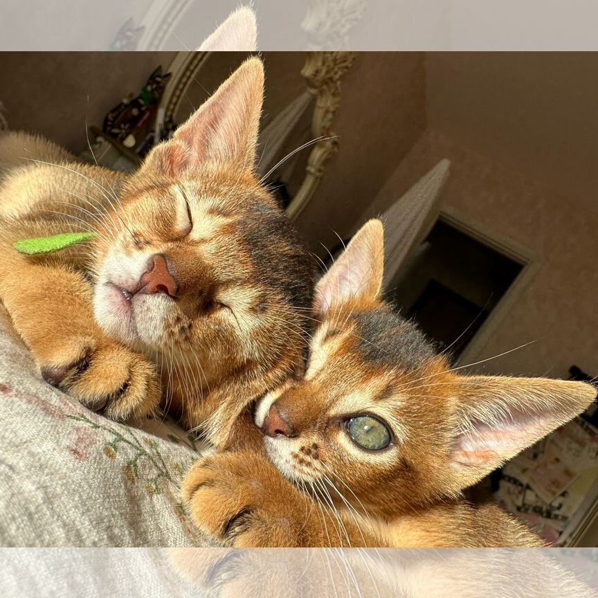 Абиссинские котята, готовы к переезду