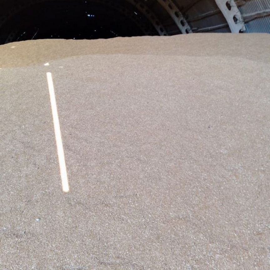 Пшеница твердая