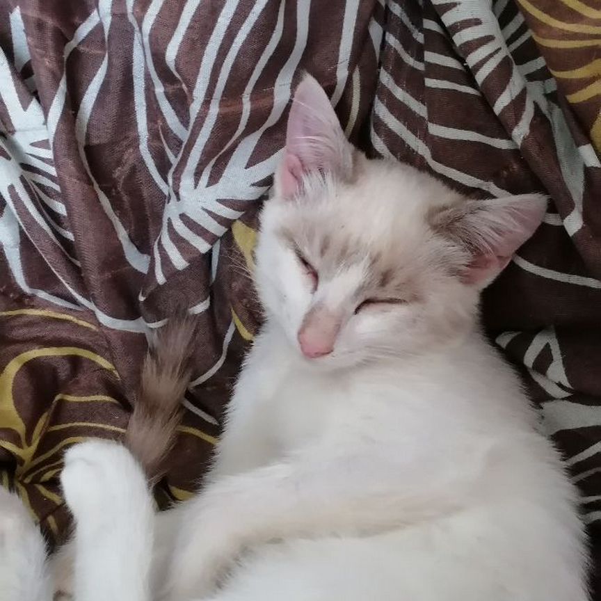 Отдам котика в добрые руки