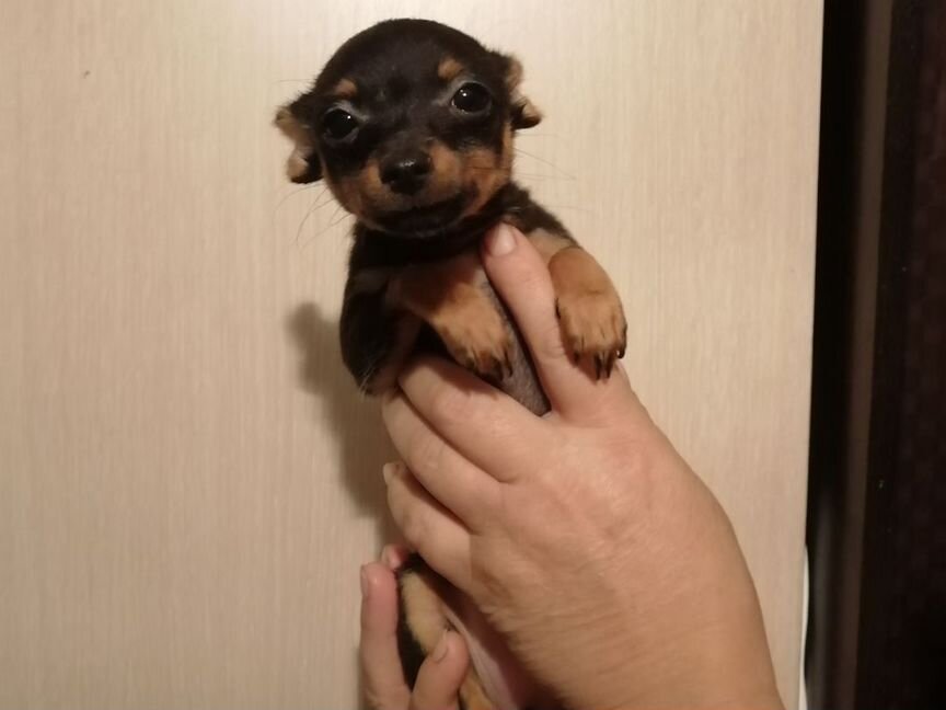 Продаю девочку Той-терьера