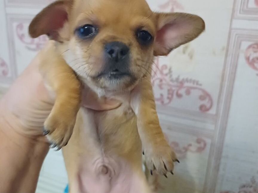 Супер мини той терьера милые щеночки мальчики