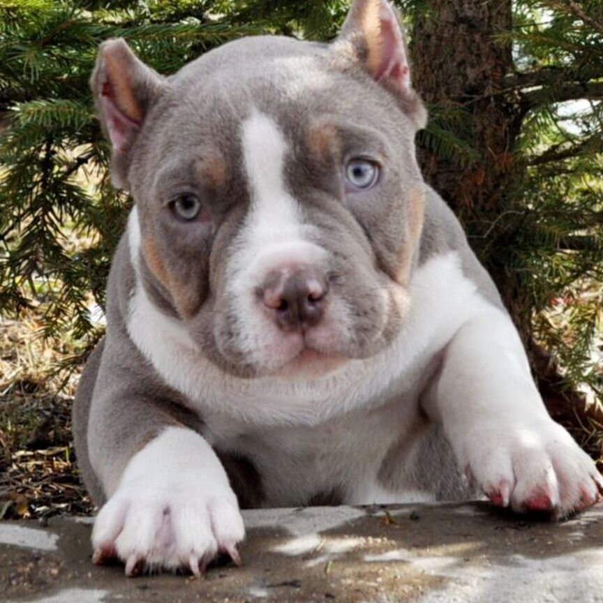 Щенки американского булли