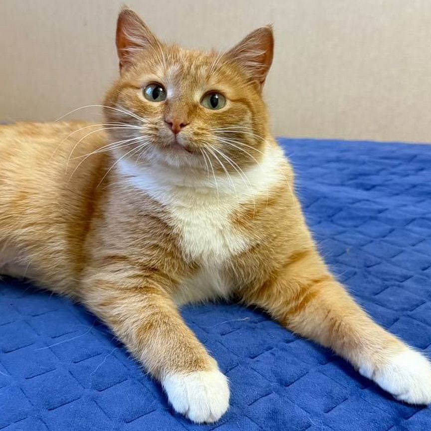 Взрослая, кошка в добрые руки