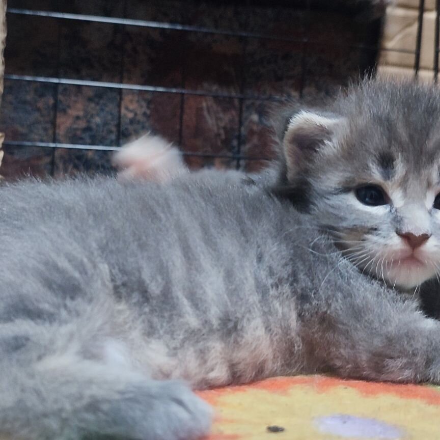 Котенок