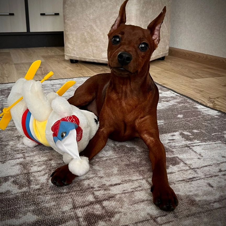 Щенки цвергпинчера