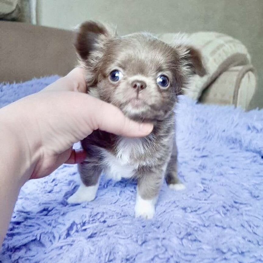 Чихуахуа Леди