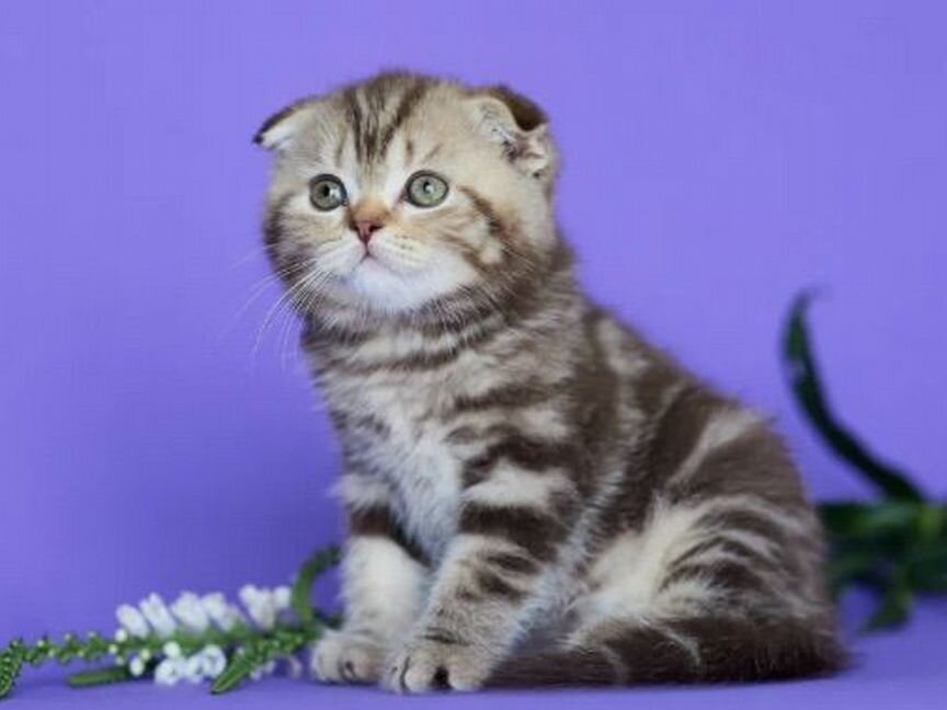 Шотландские вислоухие котята
