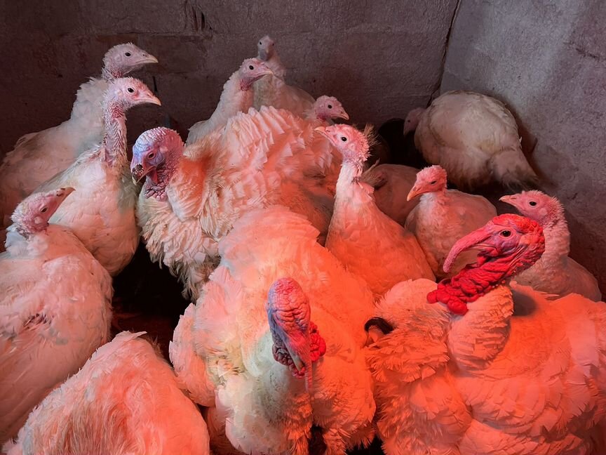 Индюки на племя Ставрополье