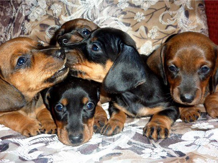 «целый метр»счастья.щенки миниат карликовой таксы