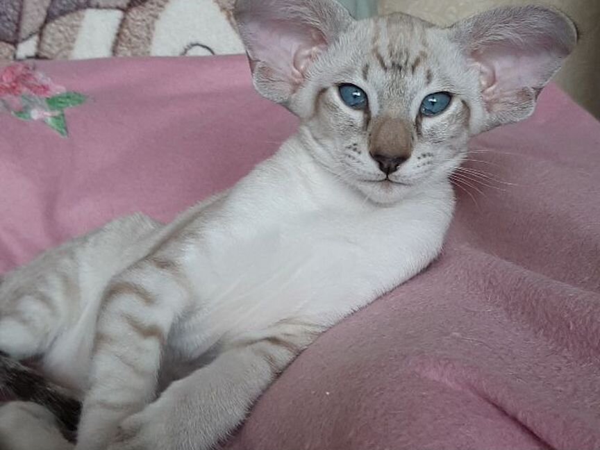 Сиамская кошечка в современном типе