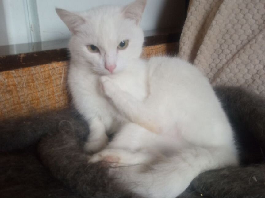 Турецкая ангора метис