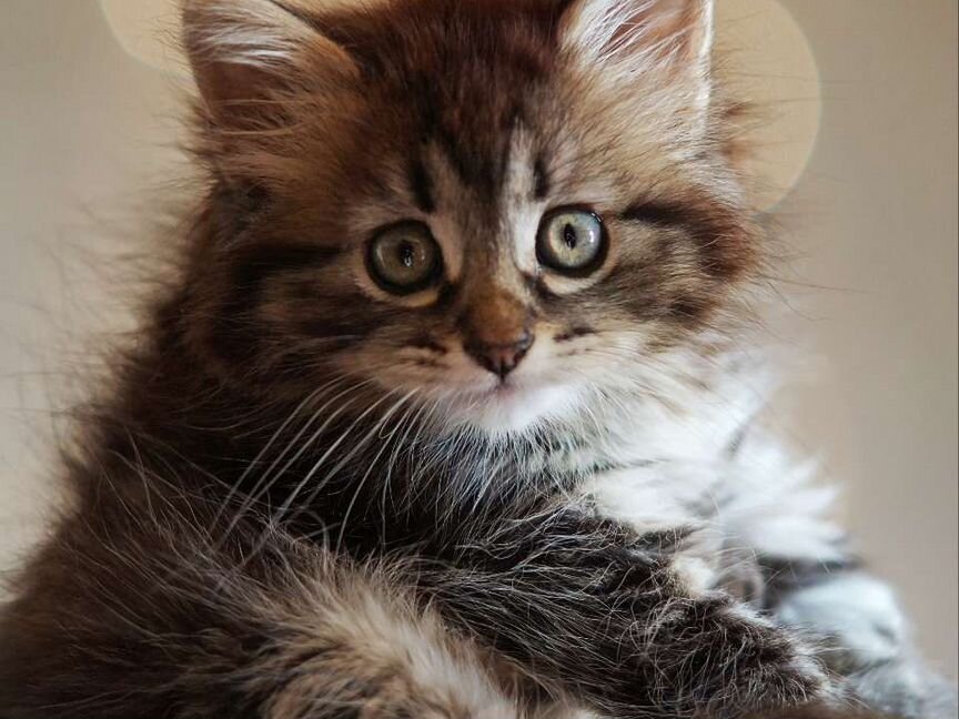 Котёнок 1,5 мес