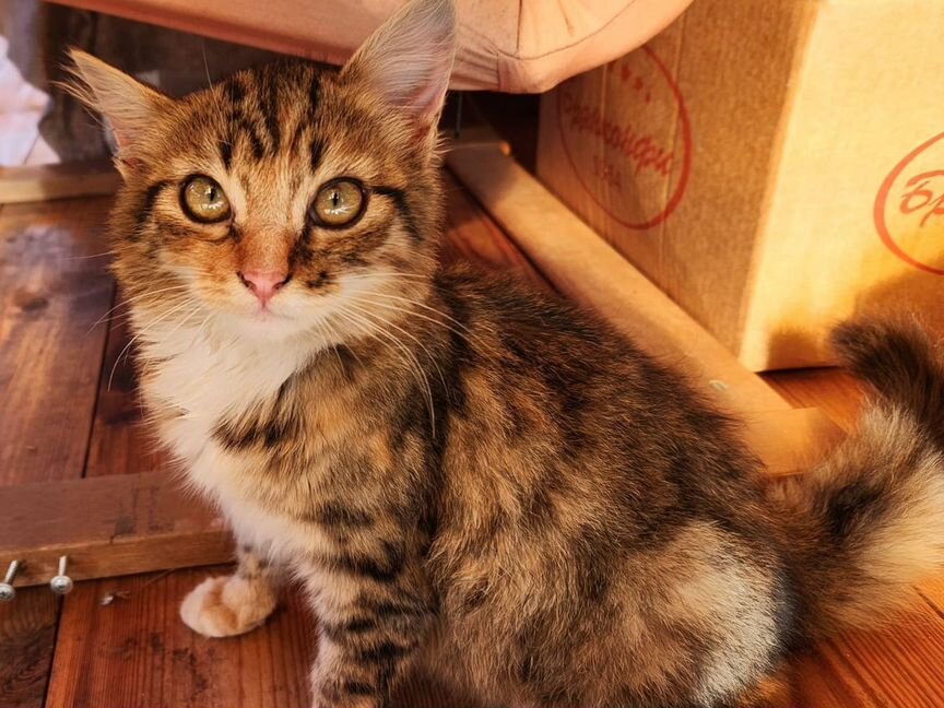 Котёнок девочка (подросток)
