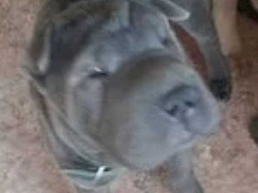 Шарпейка девочка 6 месяцев