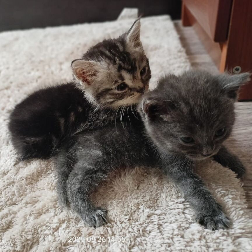 Котята в добрые руки