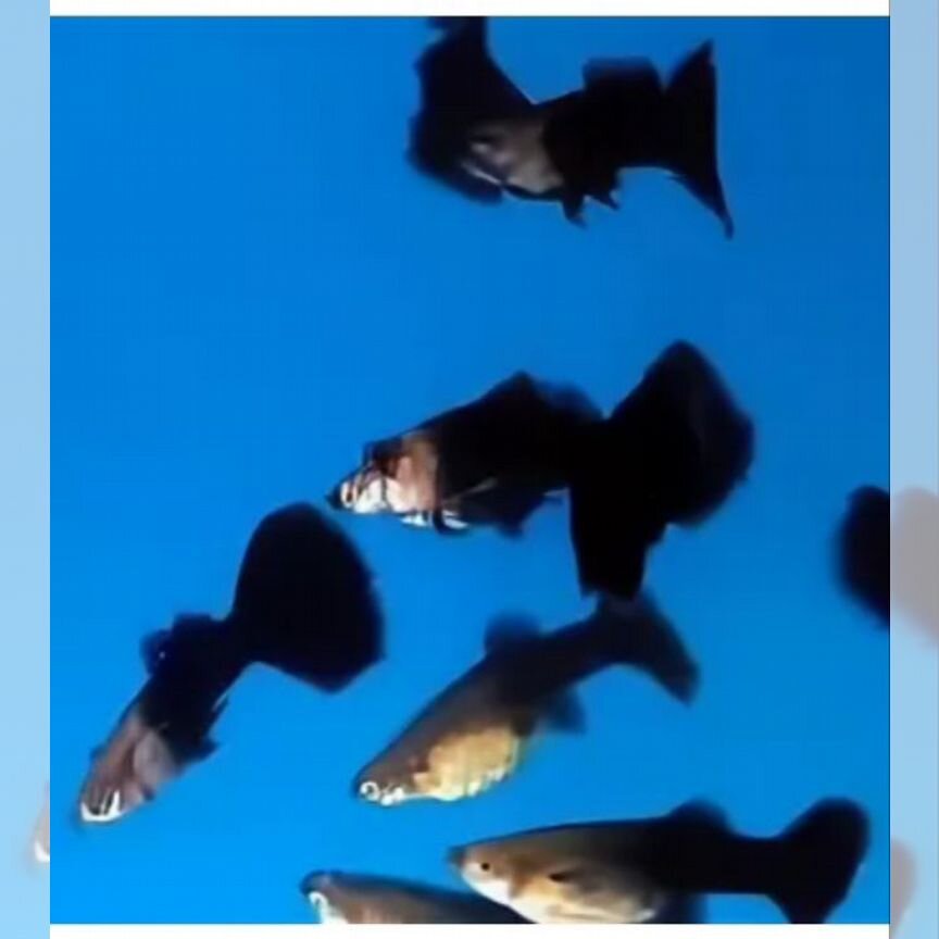 Живородящие рыбки