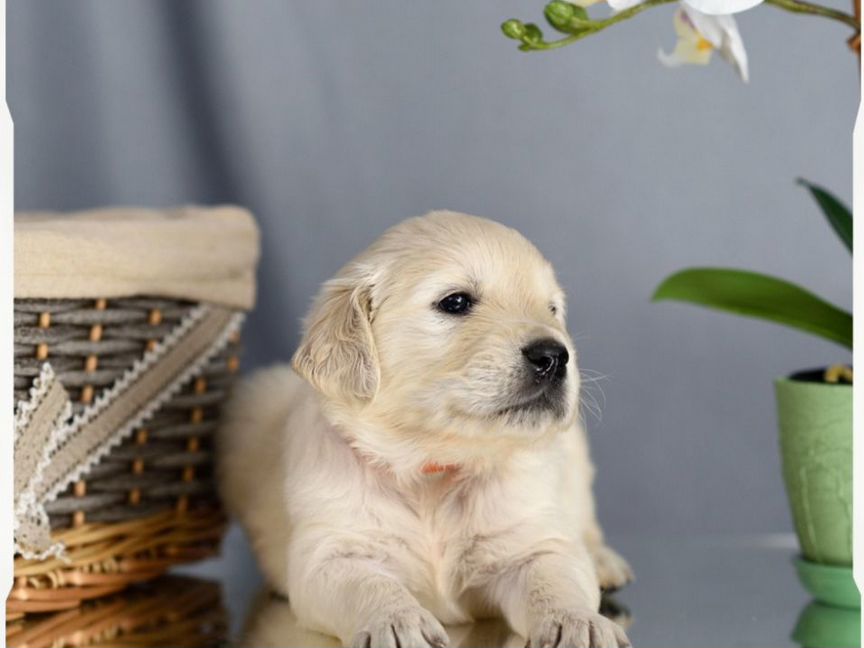 Благородные щенки Golden Retriver