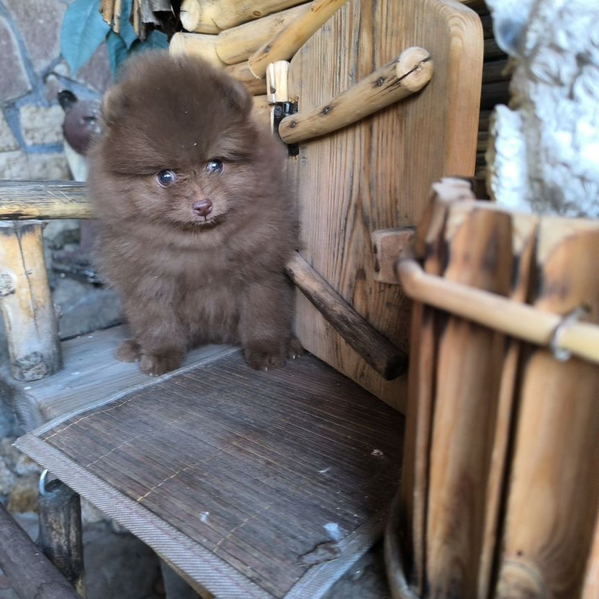 Щенки померанского шпица