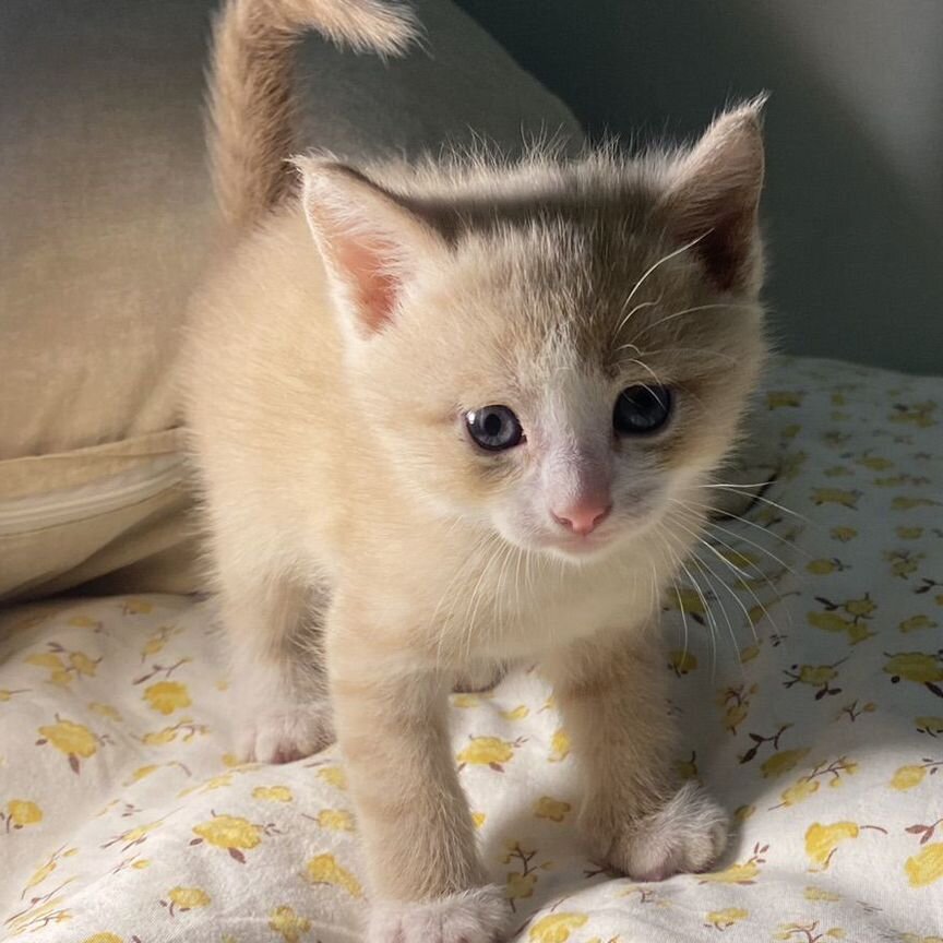 Котёнок в добрые руки