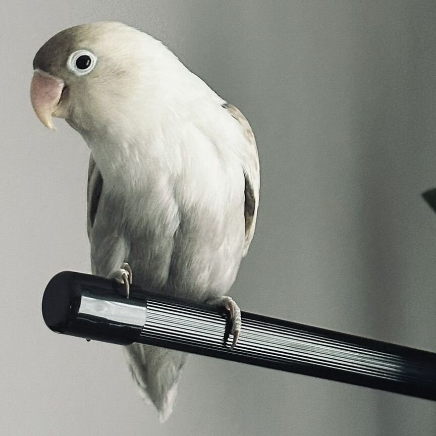 Самочка неразлучника, редкий окрас (ручная)