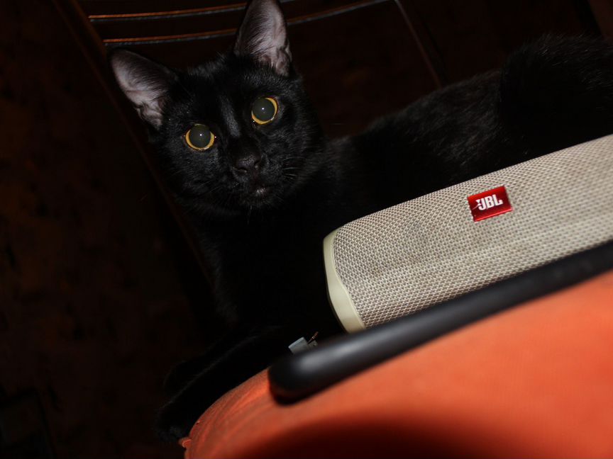 Кот Игорь