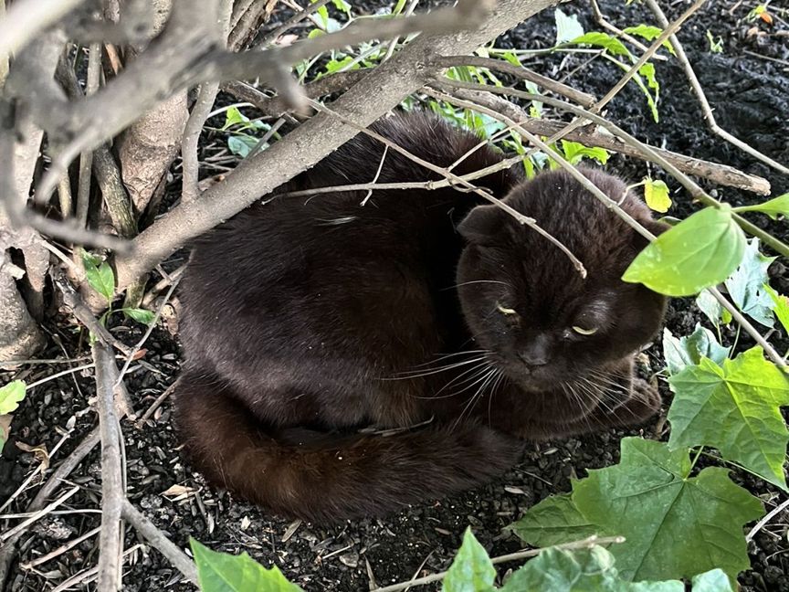 Коричневая кот/кошка