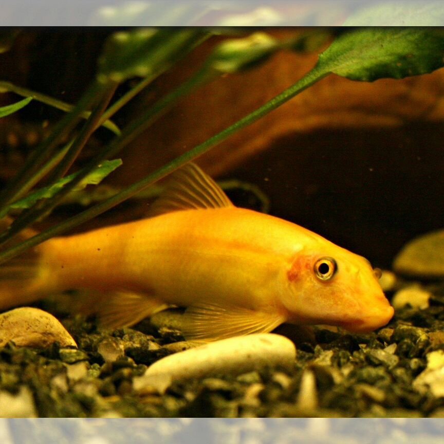 Рыбка Гиринохейлус