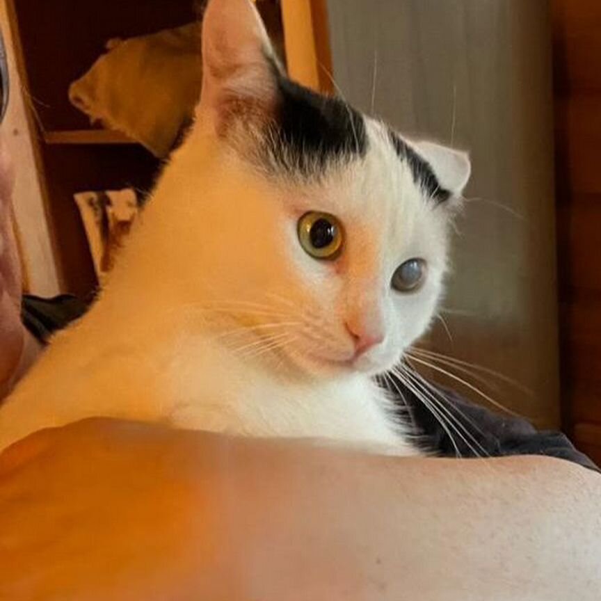 Молодому котику нужен дом