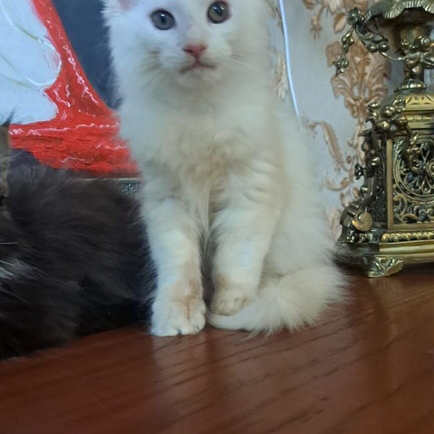 Котята мейн-кун