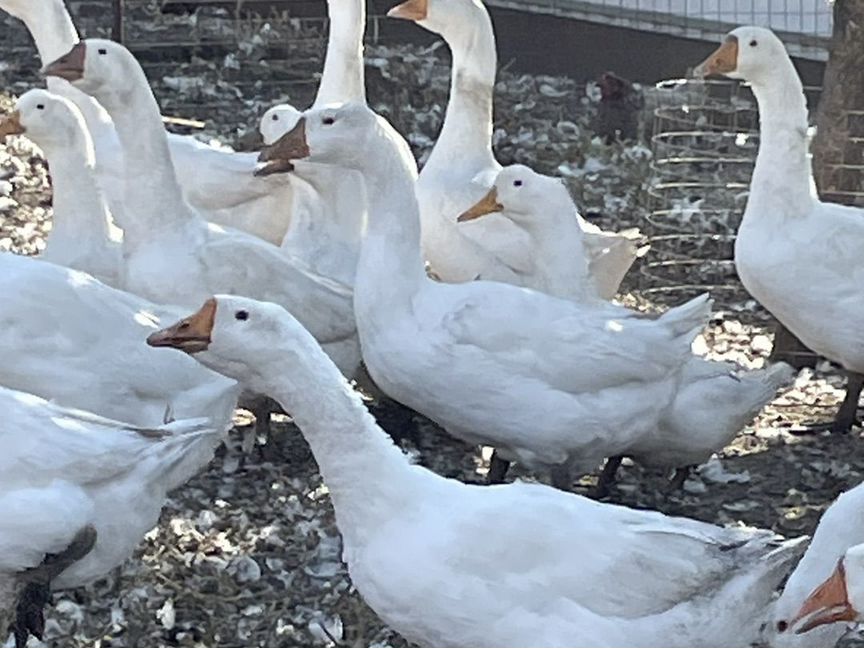 Гуси живые