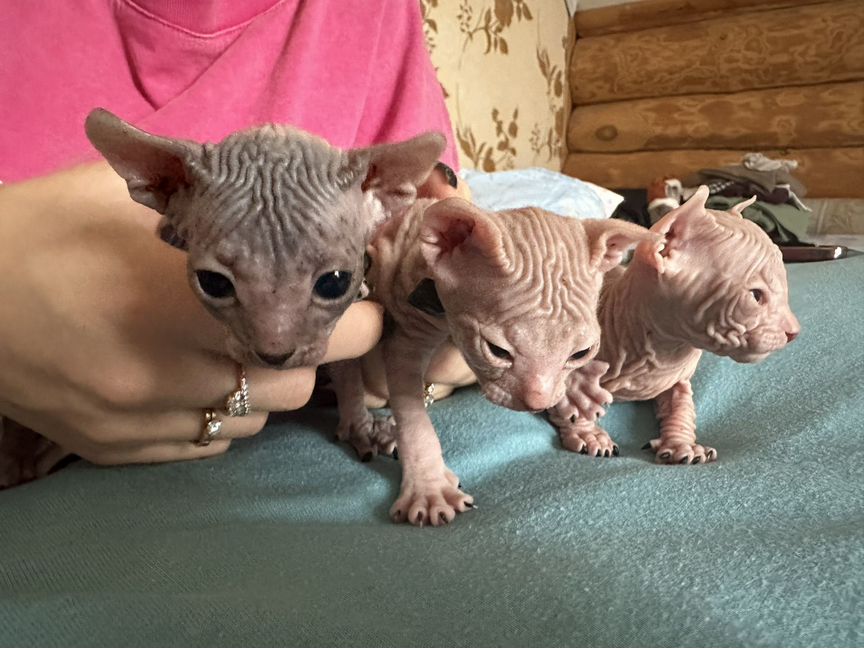 Донской сфинкс котята