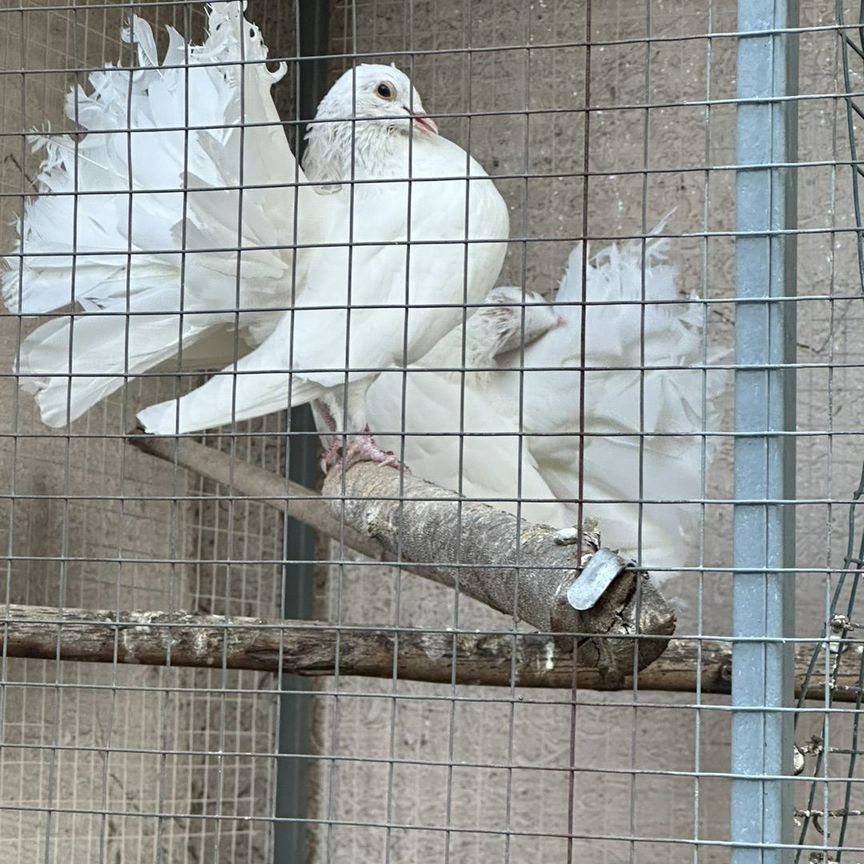 Голуби- павлины