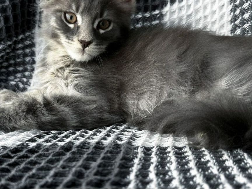 Котята Мейн-кун