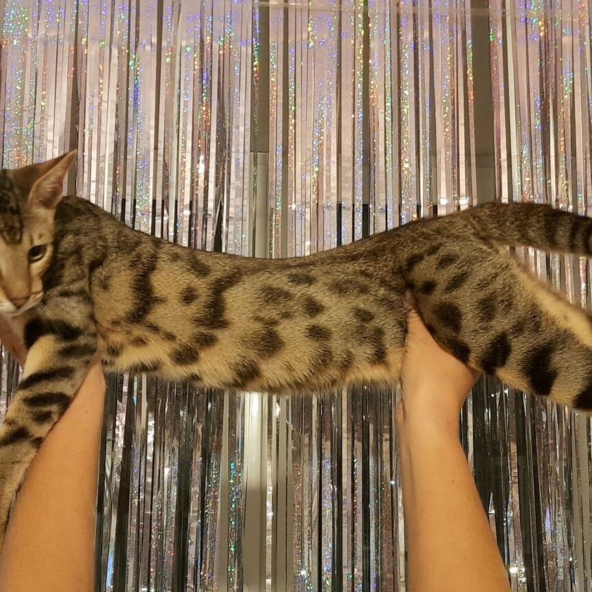 Серенгети F1 /бенг&ори