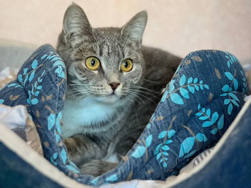 Кошечка подросток