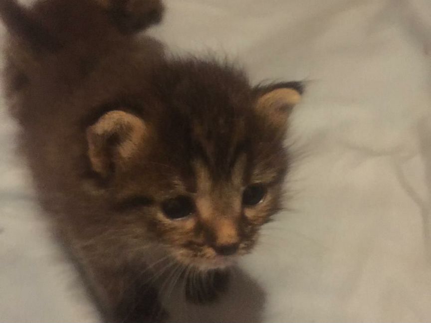 Кошка