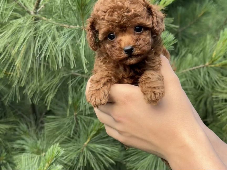 Той пудели и тикапы, очень красивые