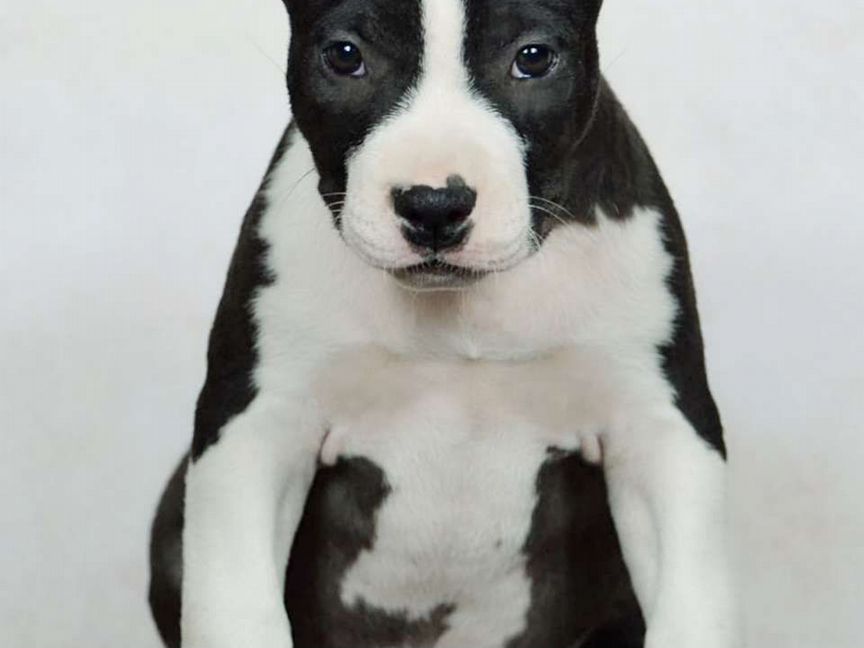 Нарядные щенки амстаффа. Питомник