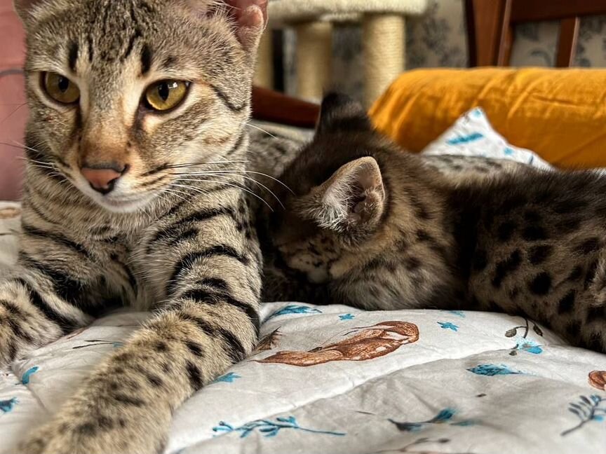 Котята саванна