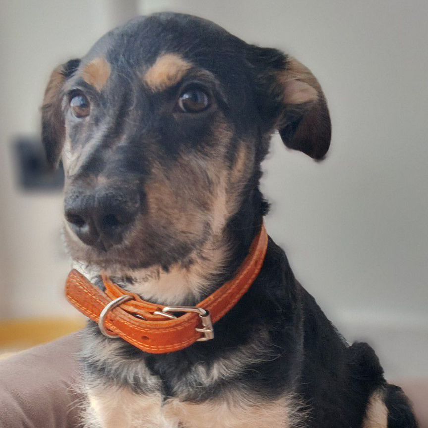 Щенок мальчик в частный двор