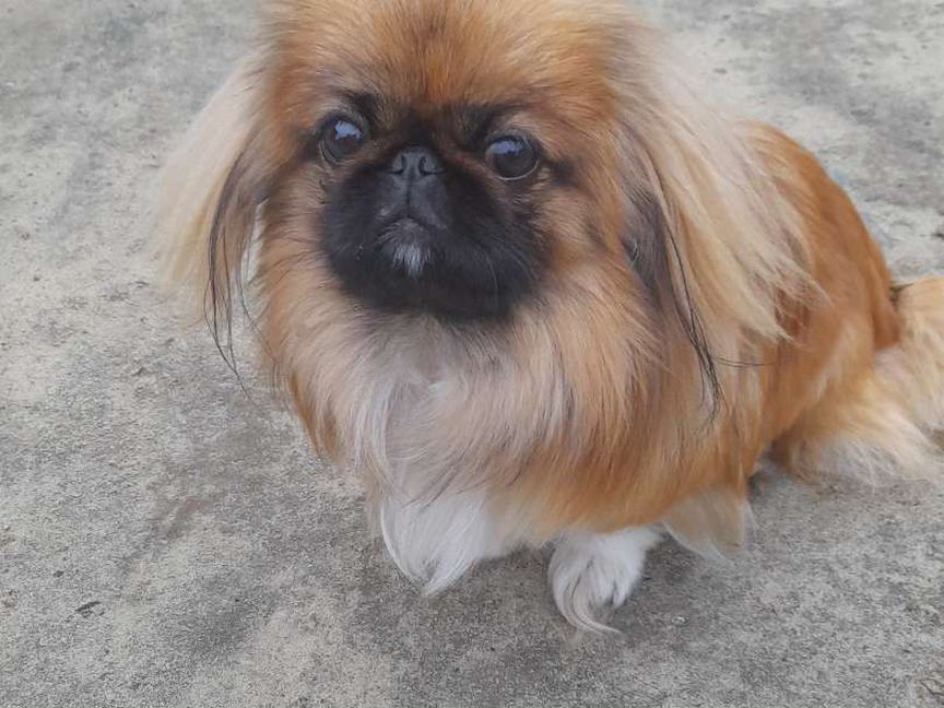 Вязка пекинес