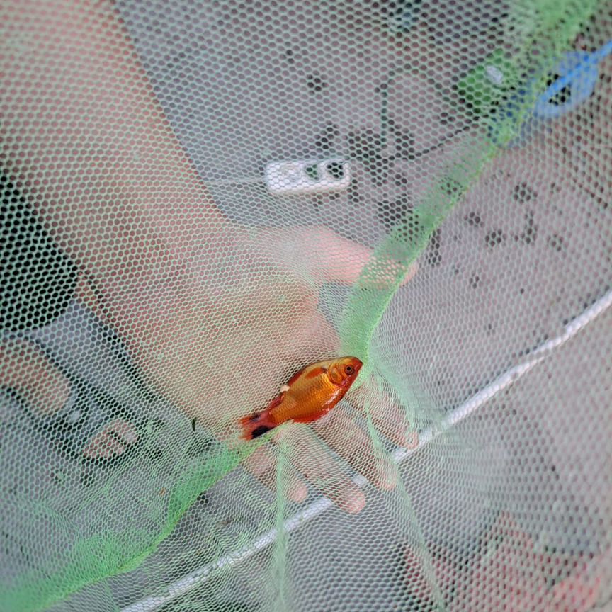 Карп кои, камета, разноцветные