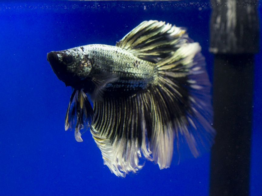 Рыбка петушок золотисто серебристый дракон