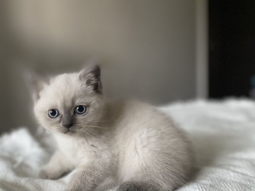Шотландские котята