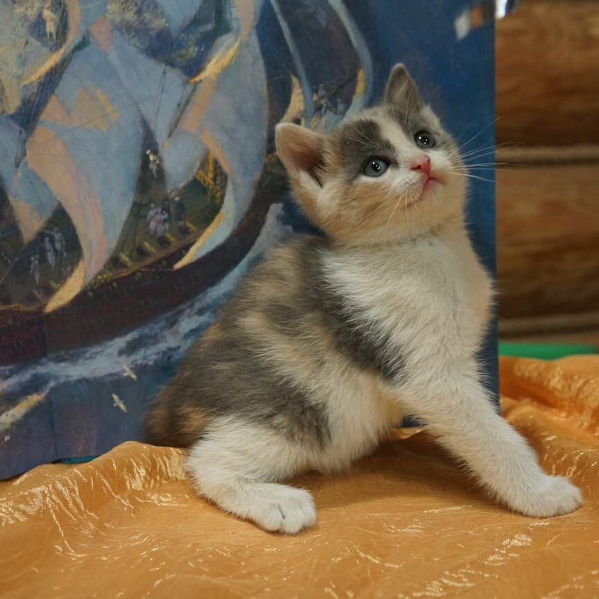 Котёнок в пятнышко ищет свой дом