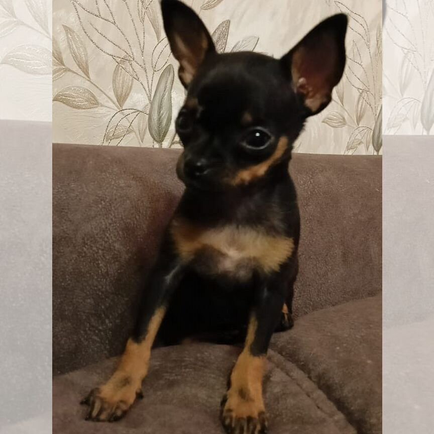 Русский той-терьер, щенок