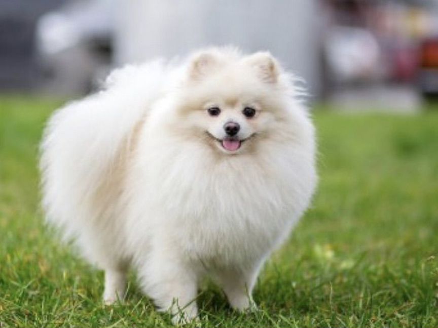 Померанский шпиц вязка