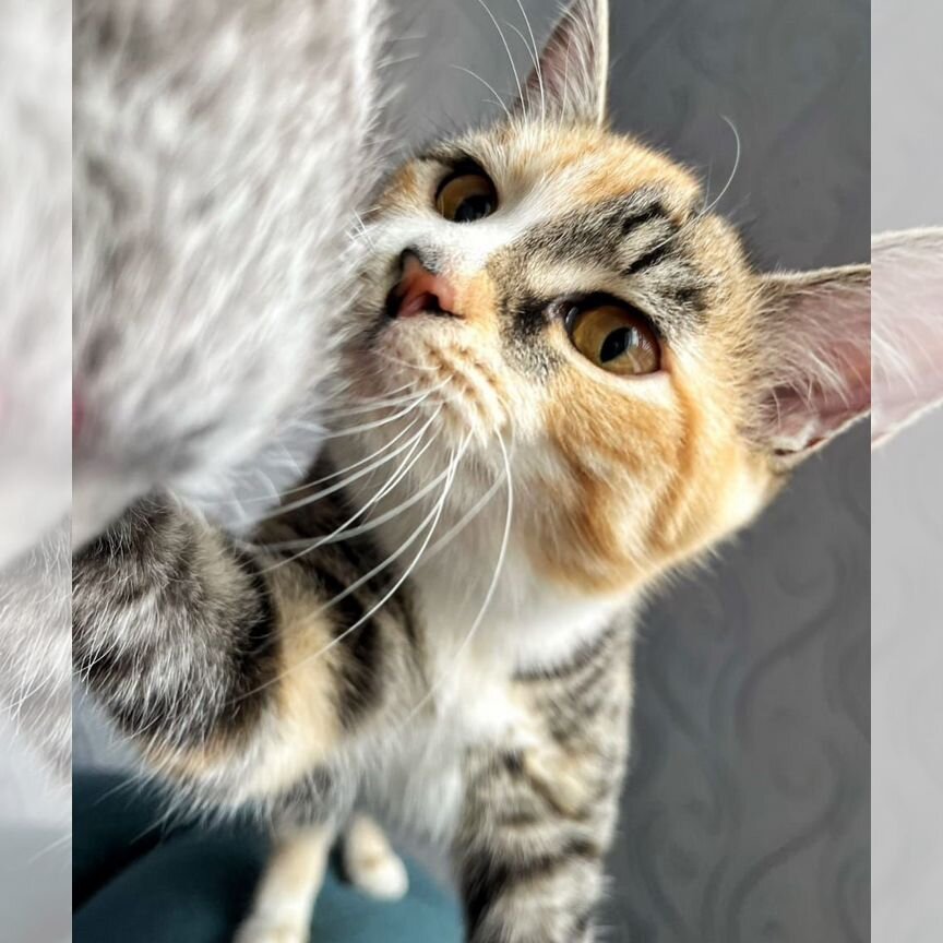 Взрослая кошка в добрые руки